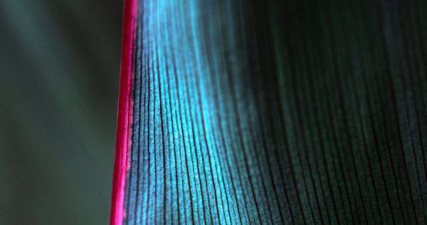 Is the Internet making us stupid? | Impact